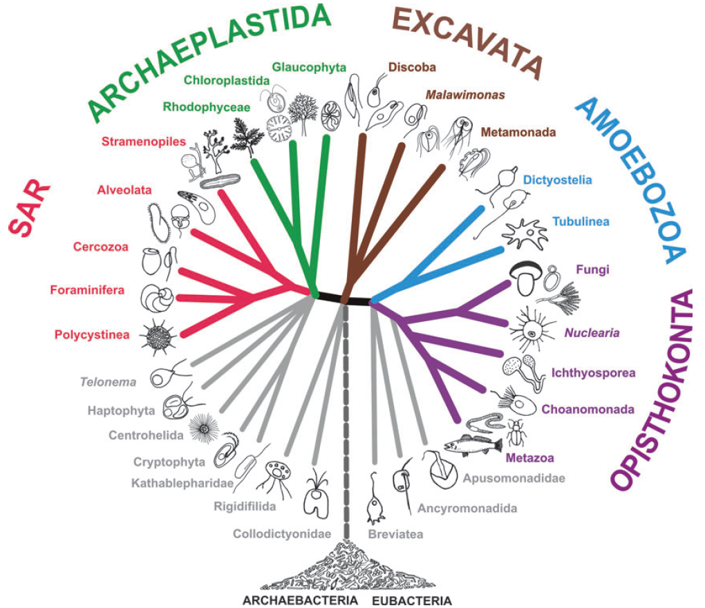 Cientistas testemunham mecanismo remanescente da endossimbiose primária ...