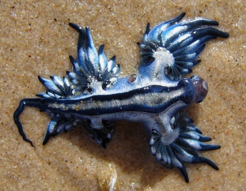 Dragão Azul