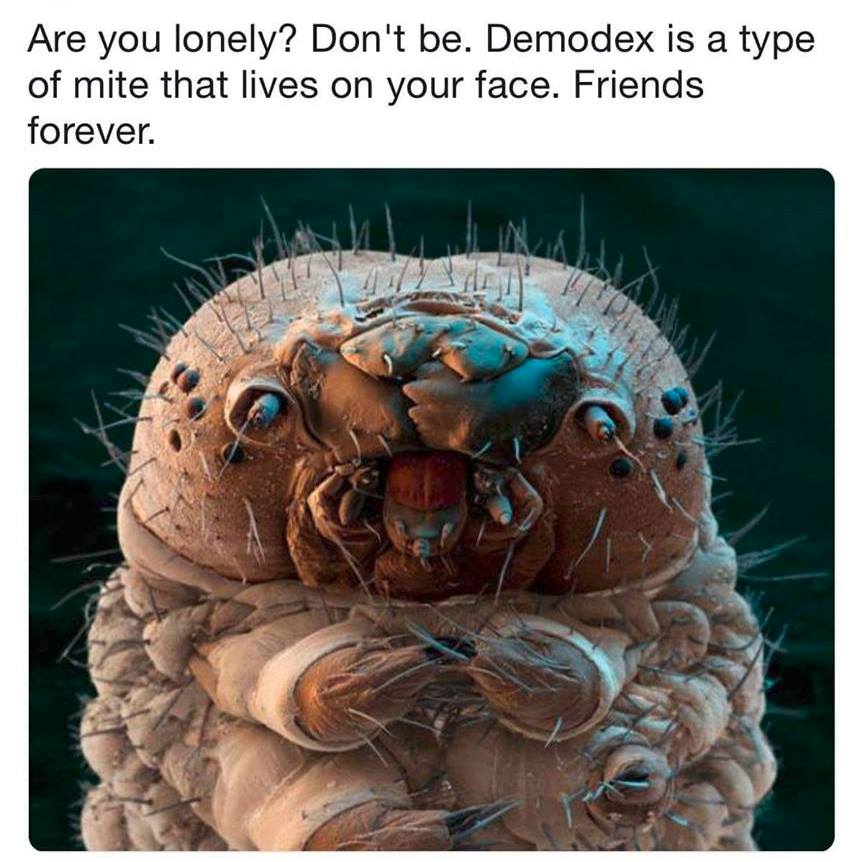 Demodex