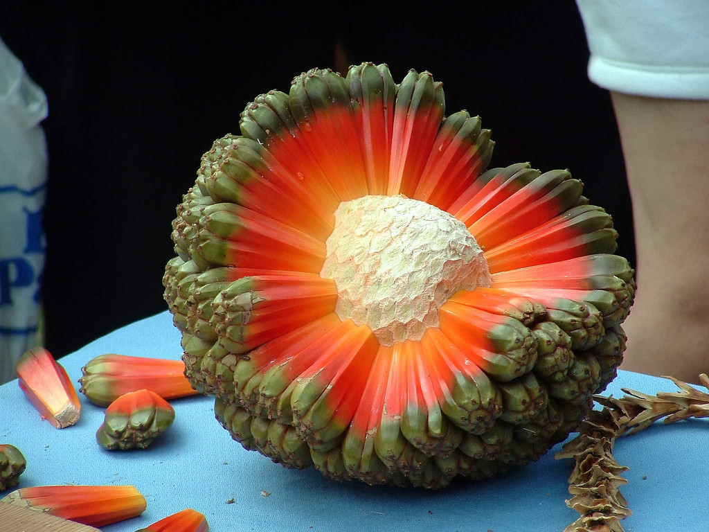 Fruta Hala