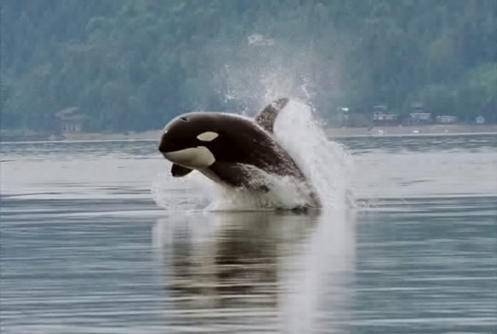 Orcas curiosas