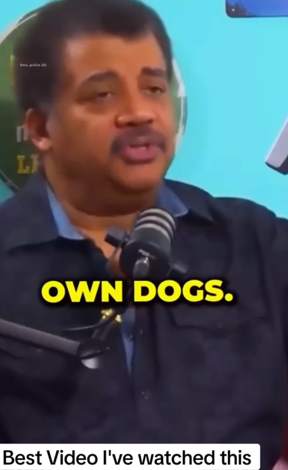 Homenagem de Tyson aos cães